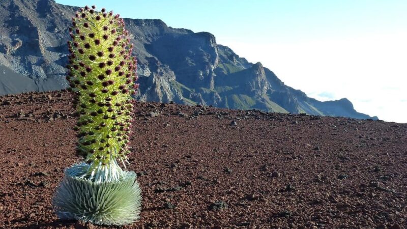 Maui: Haleakala Sunrise Tour with Pick-up - Final Thoughts: Is This Tour Right for You?