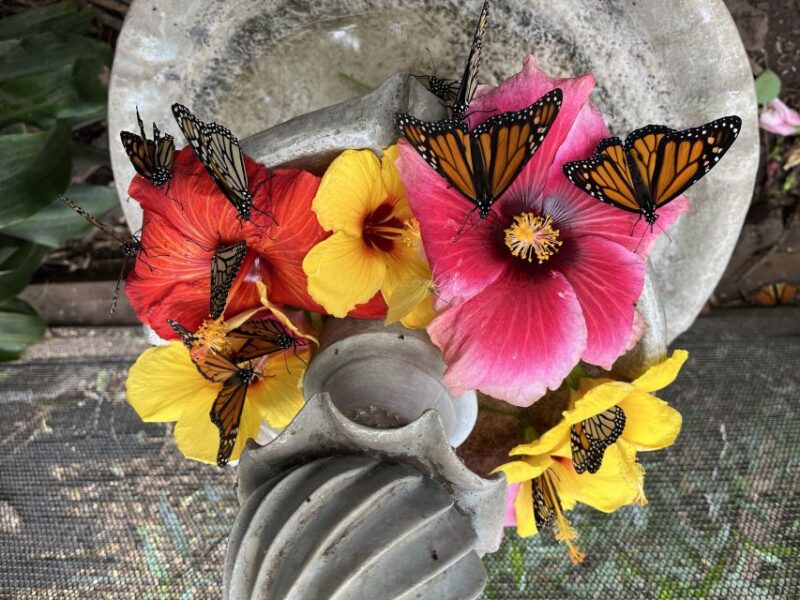 Maui: Interactive Butterfly Farm Entrance Ticket - Who Should Consider This Tour?