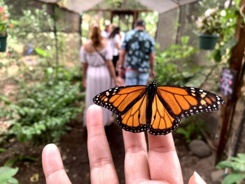 Maui: Interactive Butterfly Farm Entrance Ticket - The Sum Up: Is It Worth It?
