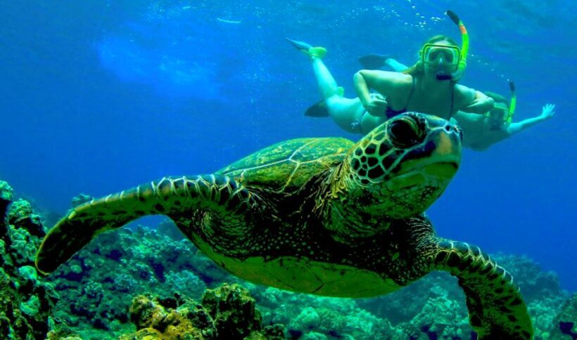 Maui: Kaanapali Beach 4-hour Snorkel w/ BBQ Lunch & Open Bar - Lunch and Drinks: A Tasty Break on the Water