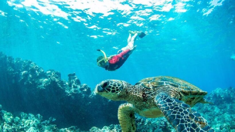 Maui: Kaanapali Beach 5-hr Snorkel w/ BBQ Lunch & Open Bar - Who Should Take This Tour?