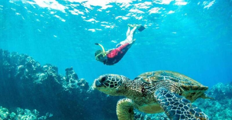 Maui: Kaanapali Beach 5-hr Snorkel w/ BBQ Lunch & Open Bar - Key Points