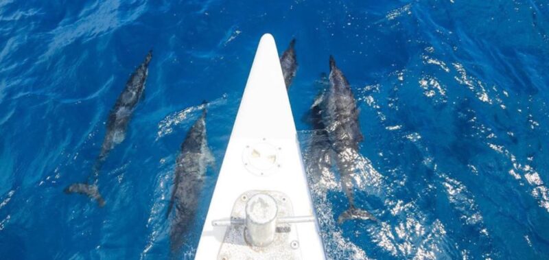 Maui: Kaanapali Beach 5-hr Snorkel w/ BBQ Lunch & Open Bar - FAQ: Your Questions Answered