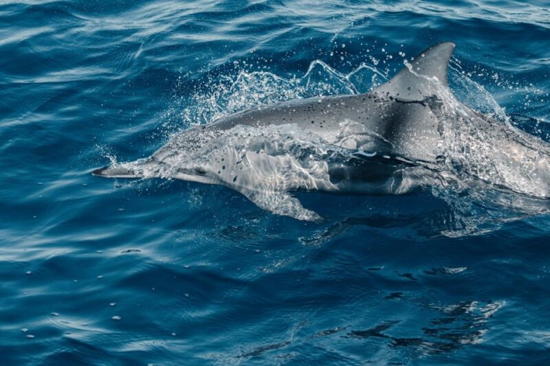 Maui: Kaanapali Dolphin Watching Boat Trip with Lunch - Authenticity and Value