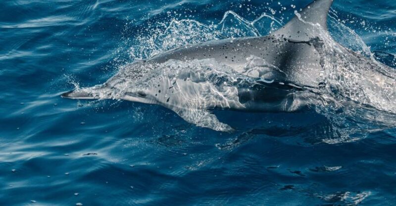 Maui: Kaanapali Dolphin Watching Boat Trip with Lunch - Who Should Consider It?