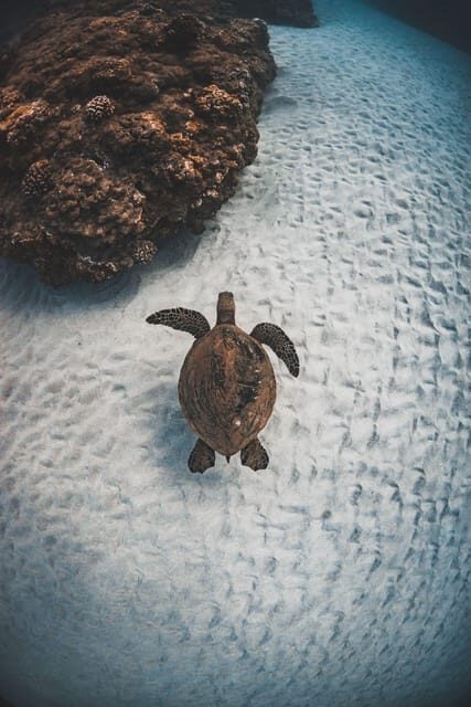 Maui: Luxury Catamaran Turtles & Tacos Snorkel - An Honest Look at the Maui Snorkel & Tacos Experience