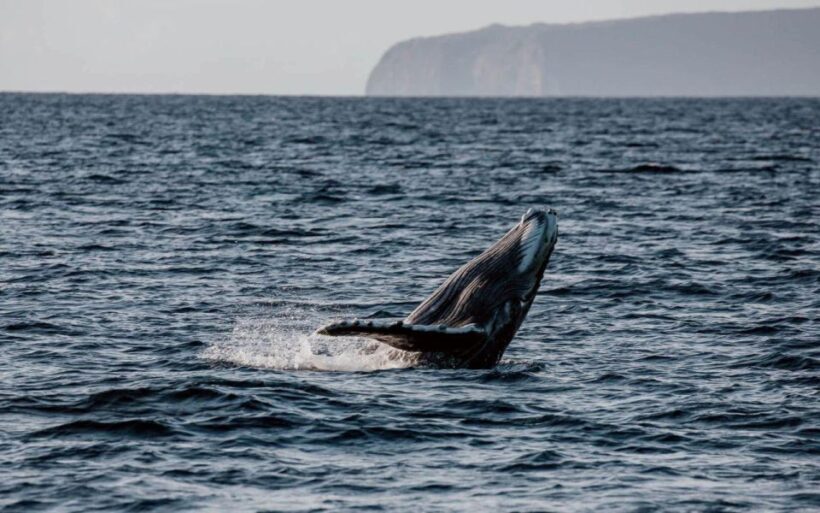 Maui: Luxury Catamaran Whale Watch & Sail - The Itinerary in Detail