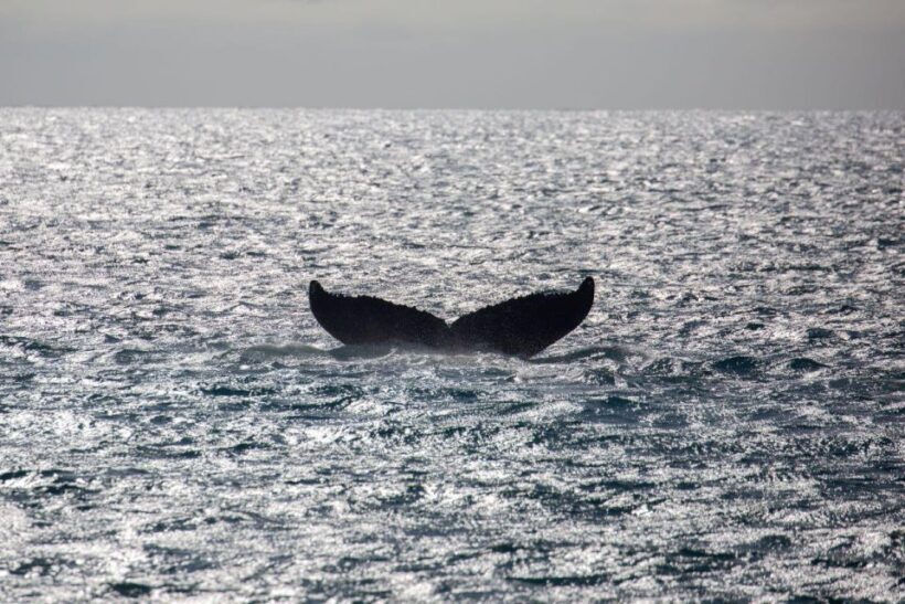 Maui: Luxury Catamaran Whale Watch & Sail - Final Thoughts: Is This Tour Worth It?