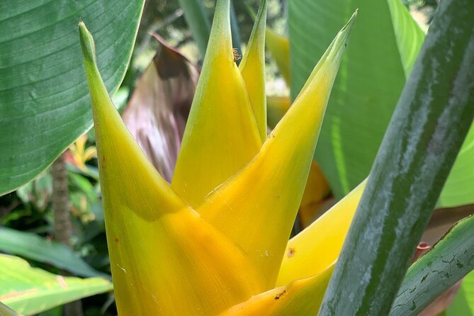 Maui Magical Waterfall and Jungle Tour: Road to Hana - Meeting and Pickup Information