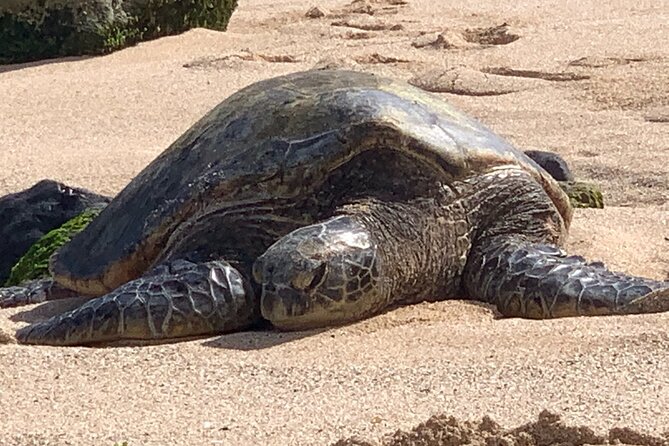 Maui Magical Waterfall and Jungle Tour: Road to Hana - Customer Feedback and Tour Experiences