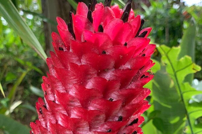 Maui Magical Waterfall and Jungle Tour: Road to Hana - Footwear and Considerations