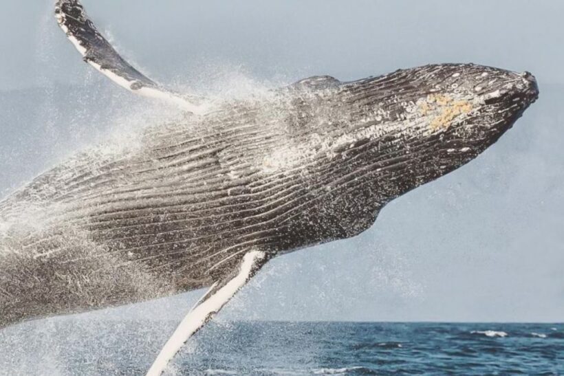 Maui: Midday Sail with the Whales Malaea Harbor - The Itinerary: What to Expect