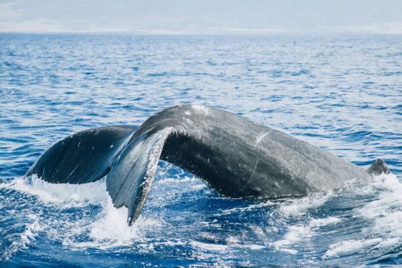 Maui: Midday Sail with the Whales Malaea Harbor - The Key to a Great Tour: Knowledgeable Guides