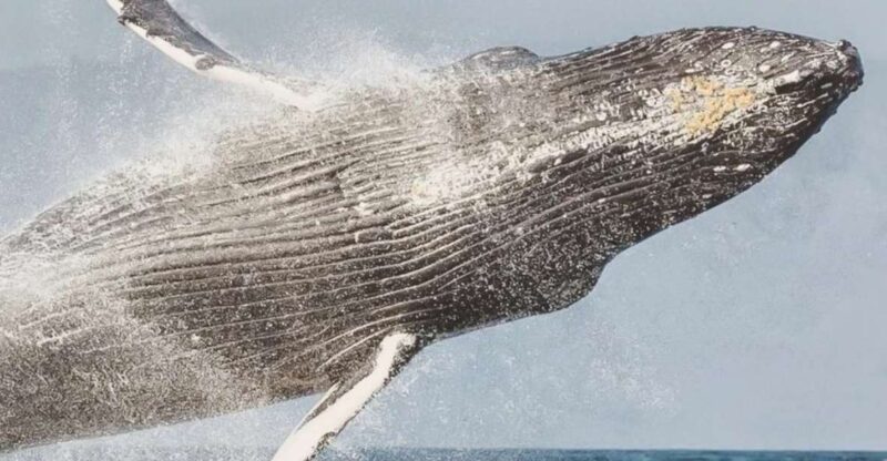 Maui: Midday Sail with the Whales Malaea Harbor - Key Points