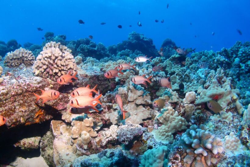 Maui: Molokini Snorkel and Performance Sail with Lunch - Price and Value: Is It Worth It?
