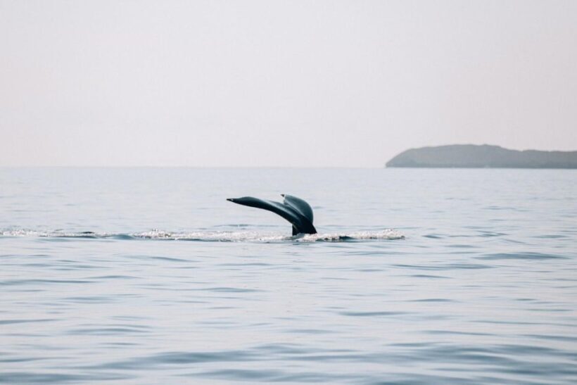 Maui: Morning Sail with the Whales Ma'alaea - The Sum Up: Who It’s Best For