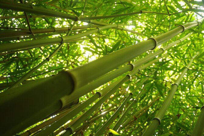 Maui part-way to Hana North Shore sightseeing & Photography Tour! - Final Thoughts