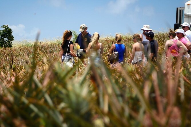 Maui Pineapple Farm Tour in Haliimaile - A Deep Dive into the Itinerary