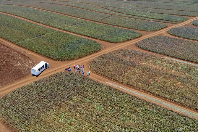 Maui Pineapple Farm Tour in Haliimaile - Authenticity and the Value of Knowledge