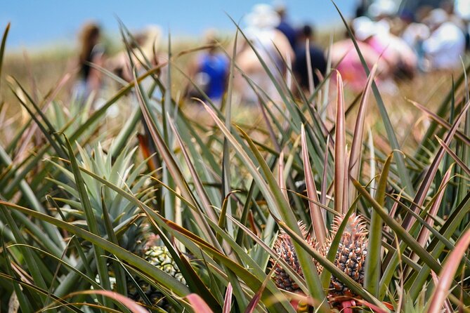 Maui Pineapple Farm Tour in Haliimaile - Who Should Consider This Tour?