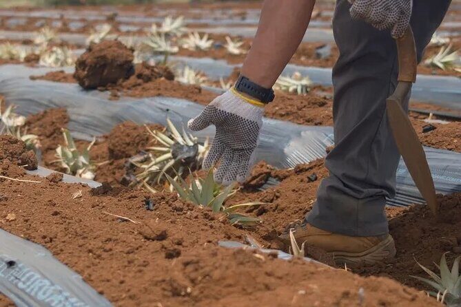 Maui Pineapple Planting Experience - The Practicalities: What to Expect
