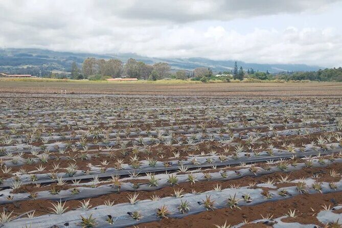 Maui Pineapple Planting Experience - Final Thoughts: A Worthwhile Experience for Authenticity Seekers