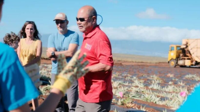 Maui: Pineapple Planting Experience - An In-Depth Look at the Maui Pineapple Planting Experience