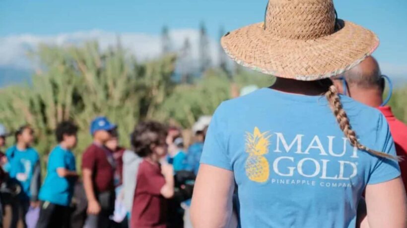 Maui: Pineapple Planting Experience - The Sum Up