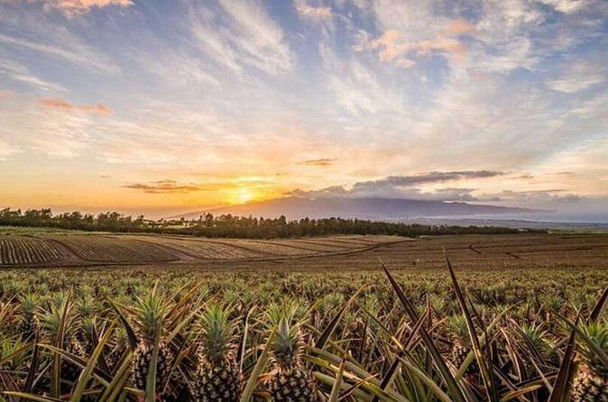 Maui Pineapple Tour: Farm and Feast Experience - Who Will Love This Tour?