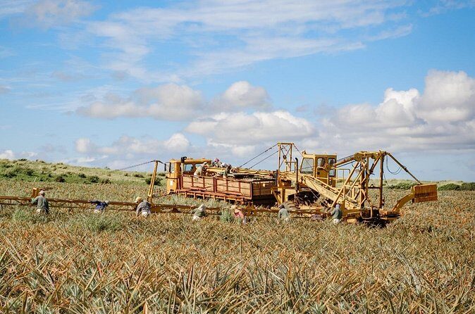 Maui Pineapple Tour: Farm and Feast Experience - FAQ