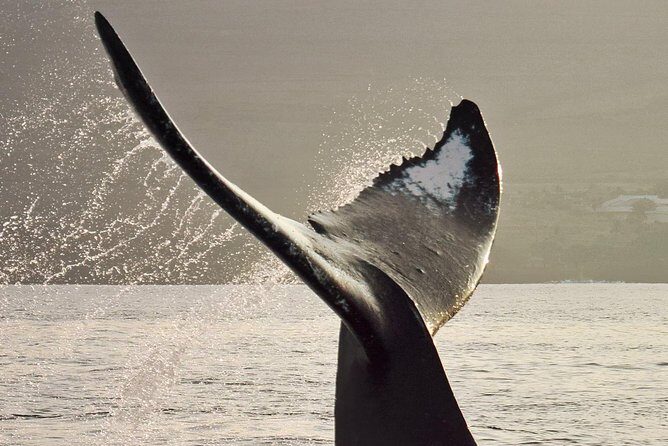 Maui Premium Sunset Dinner Cruise & Whale Watch - A Detailed Breakdown of the Itinerary