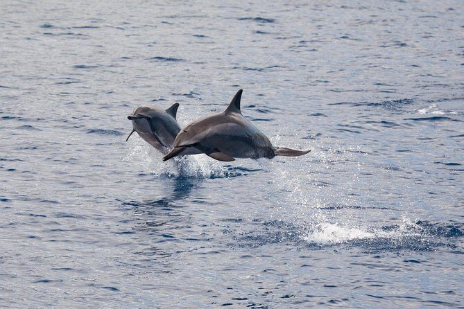 Maui Premium Sunset Dinner Cruise & Whale Watch - Practical Details & Value for Money