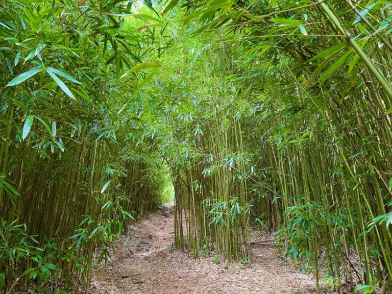 Maui: Private All-Inclusive Road to Hana Tour with Pickup - FAQs about the Maui Road to Hana Tour