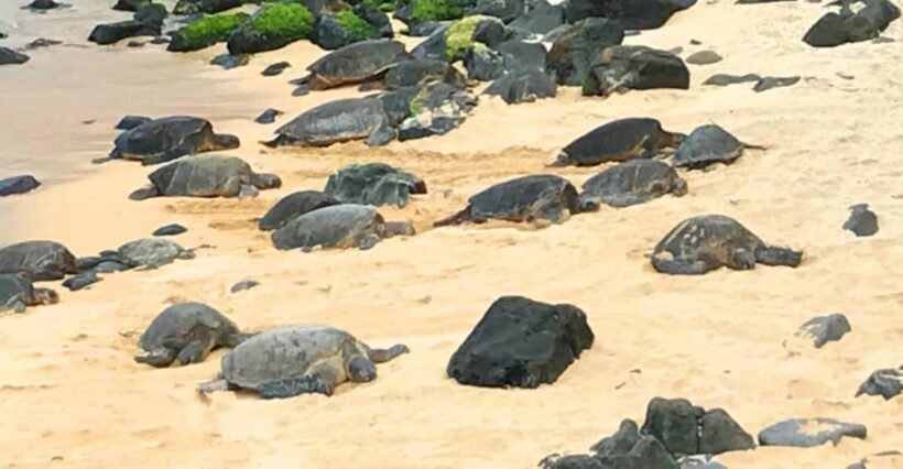 Maui: Private Halfway to Hana Tour - The Flipside: Realities of a Private Tour