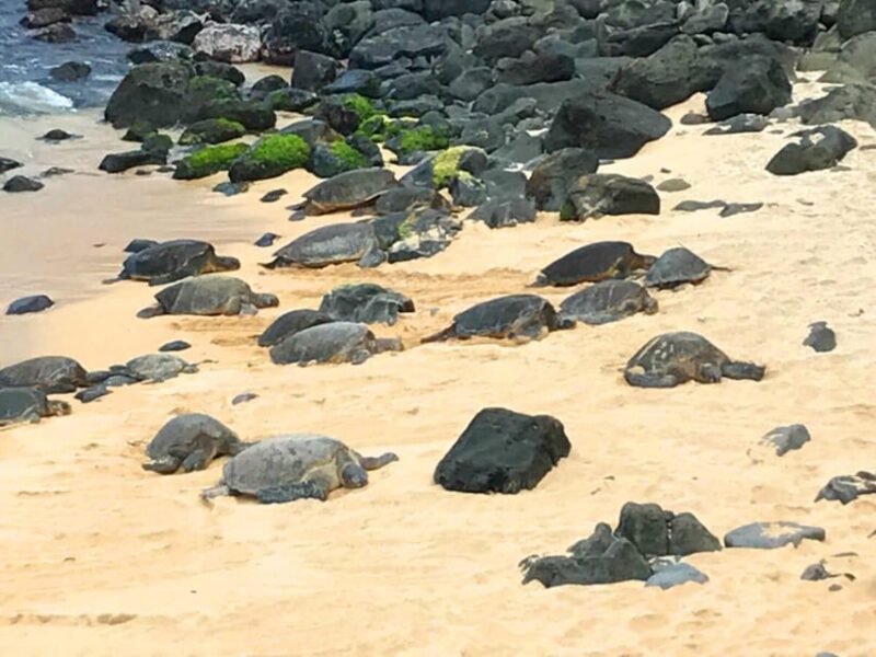 Maui: Private Halfway to Hana Tour - The Practical Side: Comfort, Cost, and Group Size