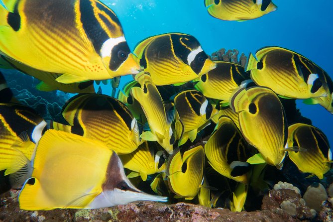 Maui Scuba Diving Introductory Lesson from Lahaina - What Sets This Tour Apart