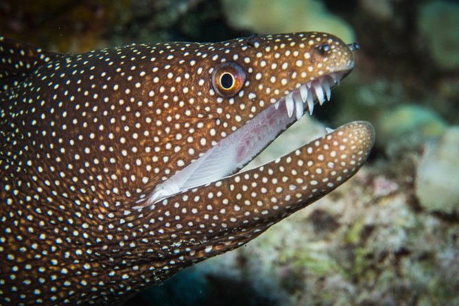 Maui Scuba Diving Introductory Lesson from Lahaina - FAQ