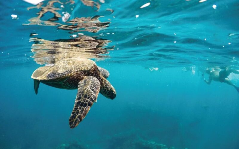 Maui: Semi-Private 3 Hour Eco-Raft Turtle Snorkel Tour - Who Will Love This Tour?