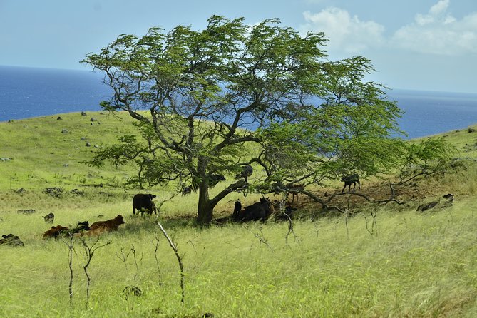 Maui Shore Excursion : Road to Hana Day Trip P/up Kaanapali - Accessibility and COVID-19 Considerations