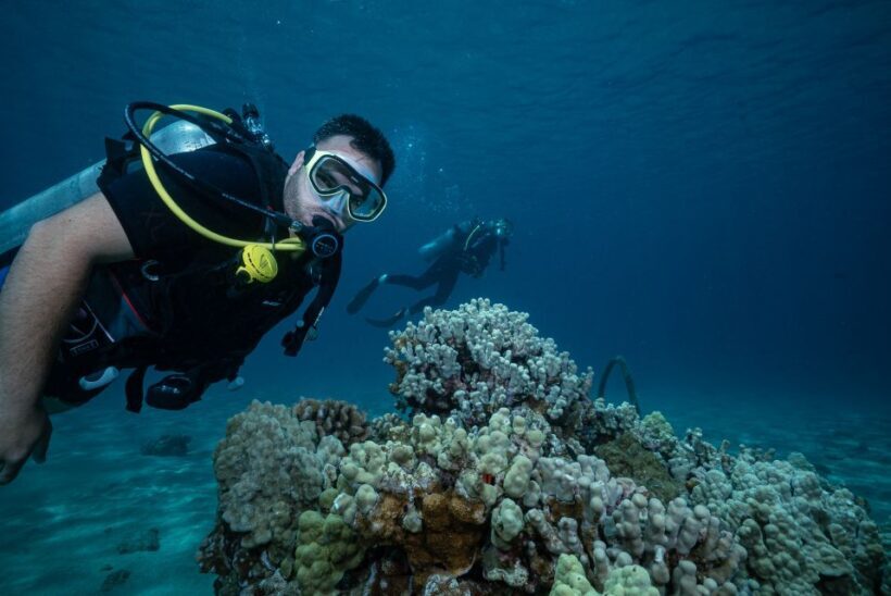 Maui: Small Group Shark & Turtle Scuba Dive from Shore - Key Points