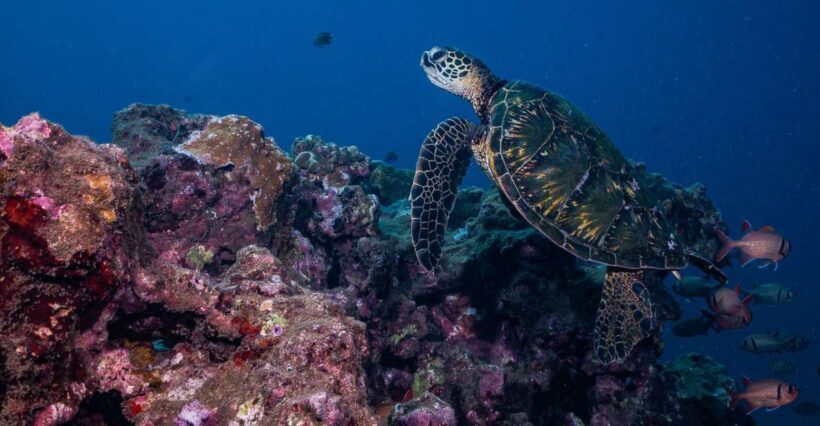 Maui: Small Group Shark & Turtle Scuba Dive from Shore - Marine Encounters and Highlights