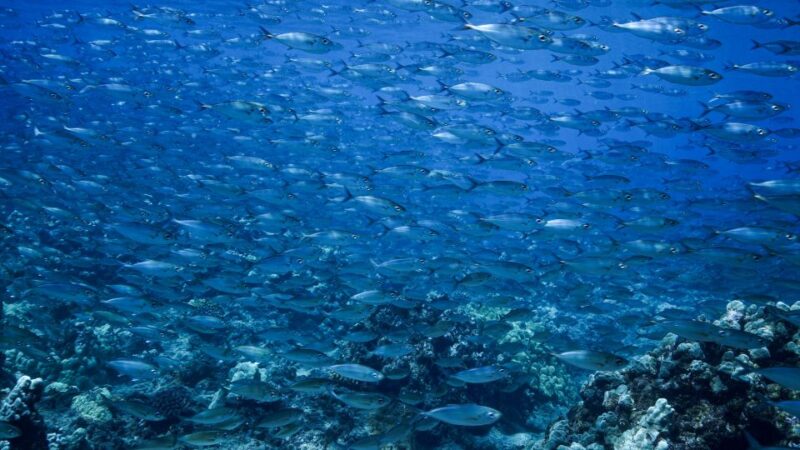 Maui: Small Group Shark & Turtle Scuba Dive from Shore - What Makes This Dive Special?