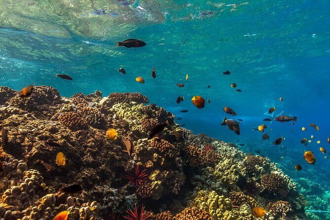 Maui Snorkel and Sunset Sail - Final Thoughts
