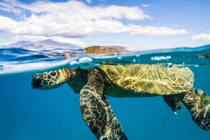 Maui: Snorkel and Sunset Sail with Water Slide - What’s Included in the Tour