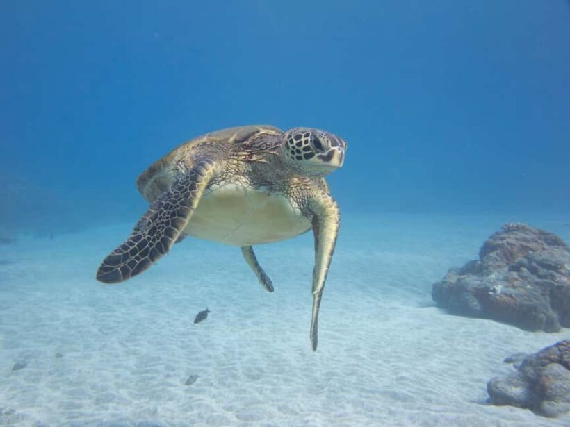 Maui: Snorkel and Sunset Sail with Water Slide - Visualize the Experience