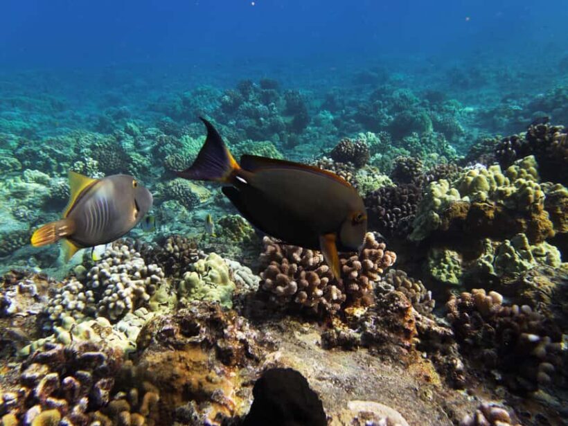 Maui: Snorkel and Sunset Sail with Water Slide - Who Should Consider This Tour?