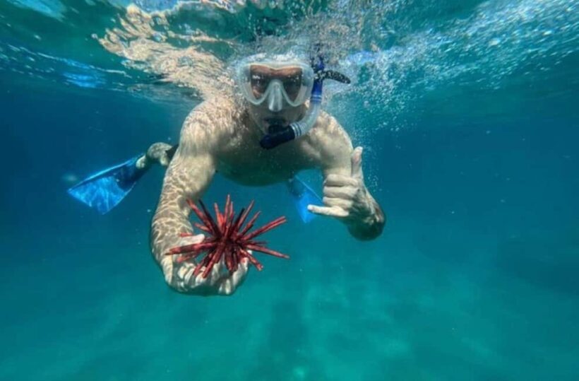 Maui: Snorkel with Turtles and Picnic Tour - Key Points