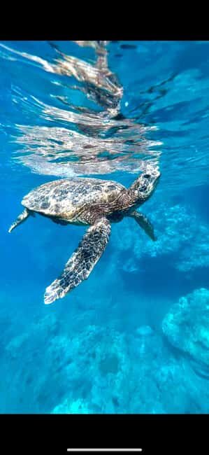 Maui: Snorkel with Turtles and Picnic Tour - An Honest Look at the Maui Snorkeling Experience