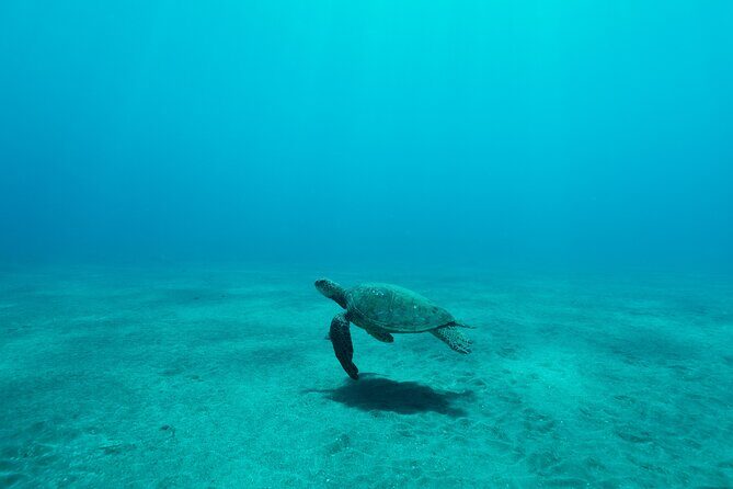 Maui Snorkeling Boat Tour to Turtle Town Aboard Quicksilver - Frequently Asked Questions