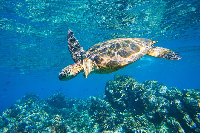 Maui South Shore Premier Kayak and Snorkel Tour From Makena Beach - Frequently Asked Questions